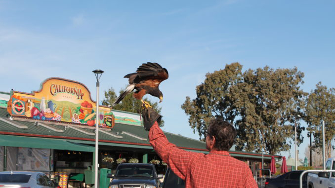 Trained Hawks Take on Grackles at El Rancho Market in Solvang | Local ...
