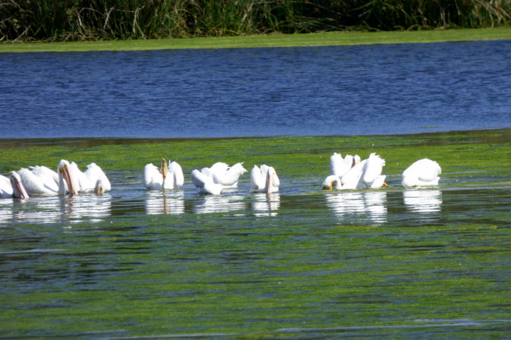 Donna Polizzi: Oso Flaco State Park Has So Much More to Offer Than ...