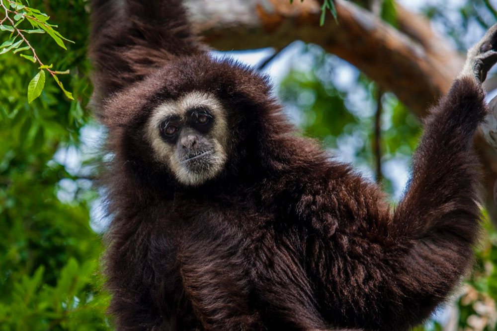 Santa Barbara Zoo’s Newest Gibbon, Nikko, Suddenly Dies | Local News ...