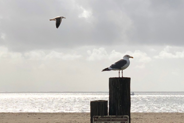 Gulls Way | Photo of the Day | Noozhawk