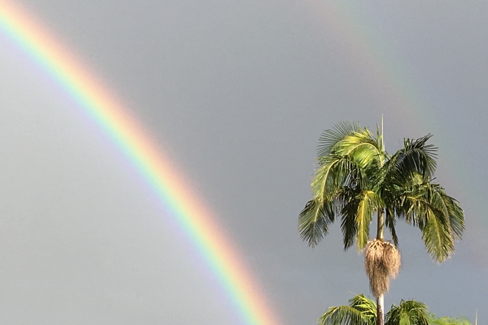 Palm Tree Rainbow | Photo of the Day | Noozhawk