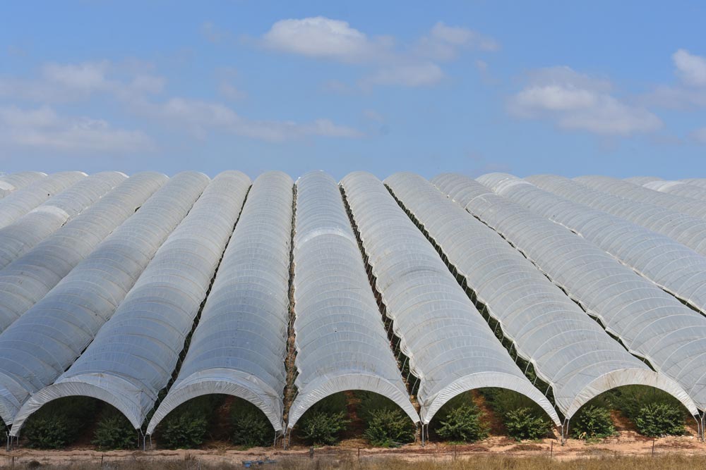 Agricultural Hoop-Structure Regulations Debated Again at Santa Barbara ...