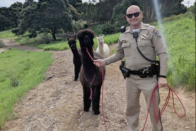 Wandering Alpacas Corraled by CHP Officers, Animal Control in Hope ...
