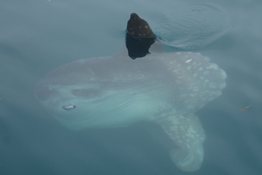 Sunfish Sighting | Photo of the Day | Noozhawk