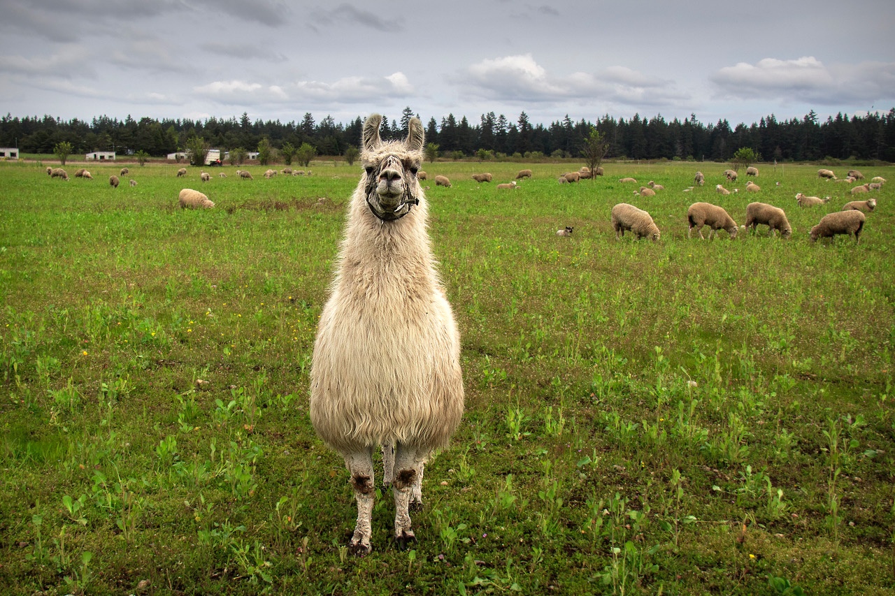 Guard Llama | Photo of the Day | Noozhawk