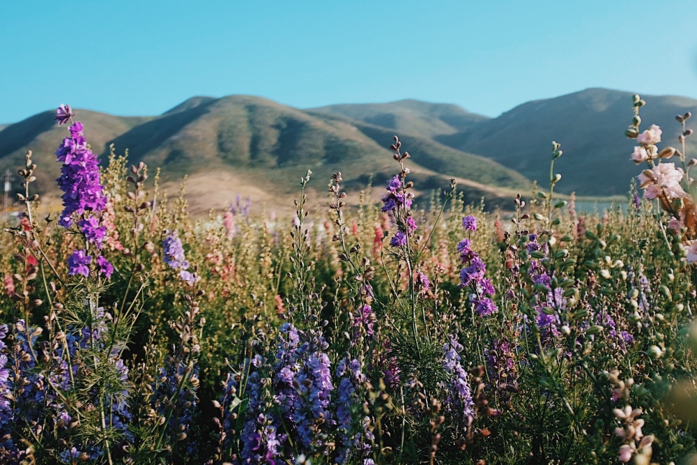 Lompoc Flower Fields | Photo of the Day | Noozhawk