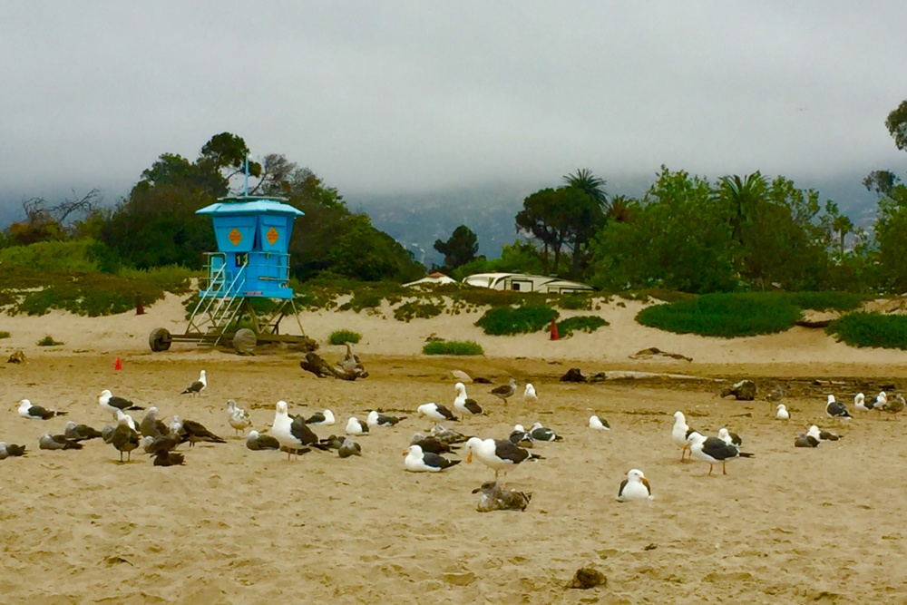 Seagull Beach | Photo of the Day | Noozhawk