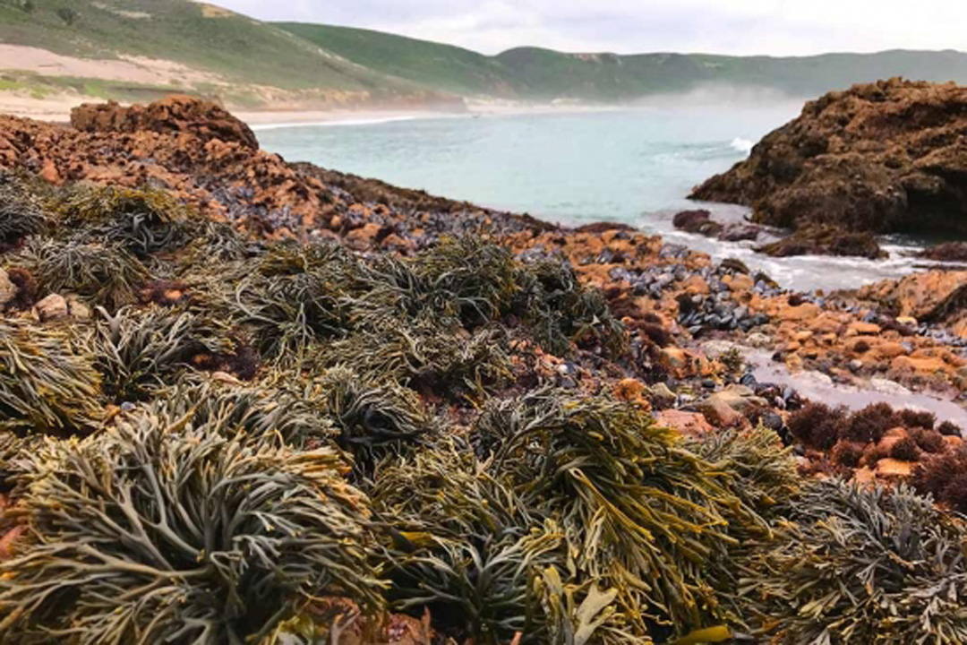Marine Scientists to Restore Rocky Intertidal Seaweed | Homes ...