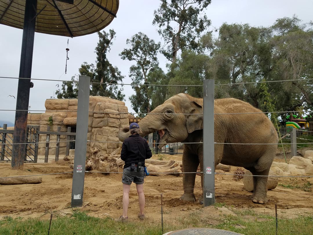 Santa Barbara Zoo’s Last Asian Elephant Receiving Hospice Care | Local ...
