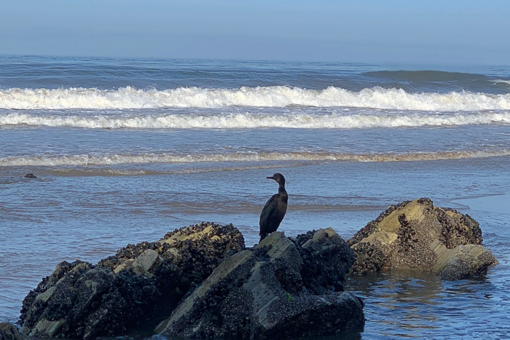 Birdwatching at the Beach | Photo of the Day | Noozhawk