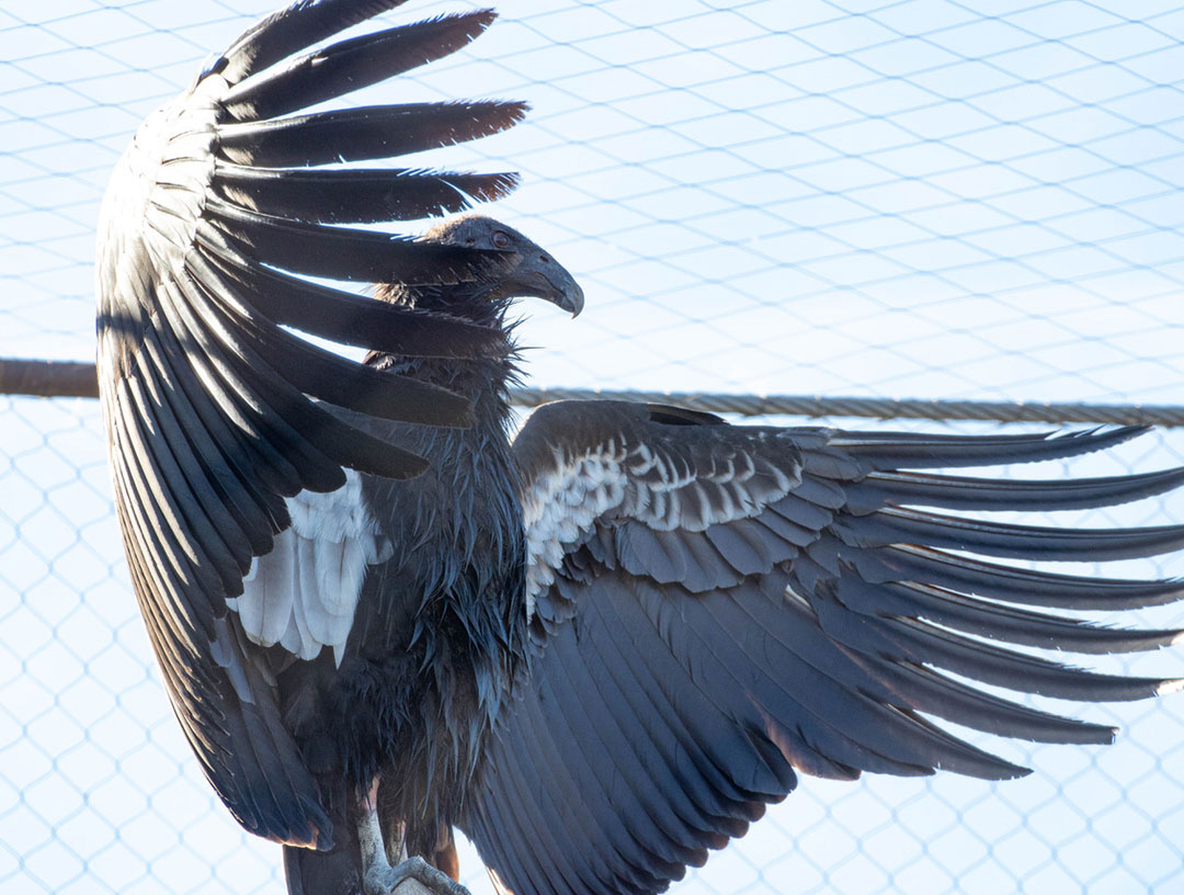 Three New Condors Land Homes at Santa Barbara Zoo | Local News | Noozhawk
