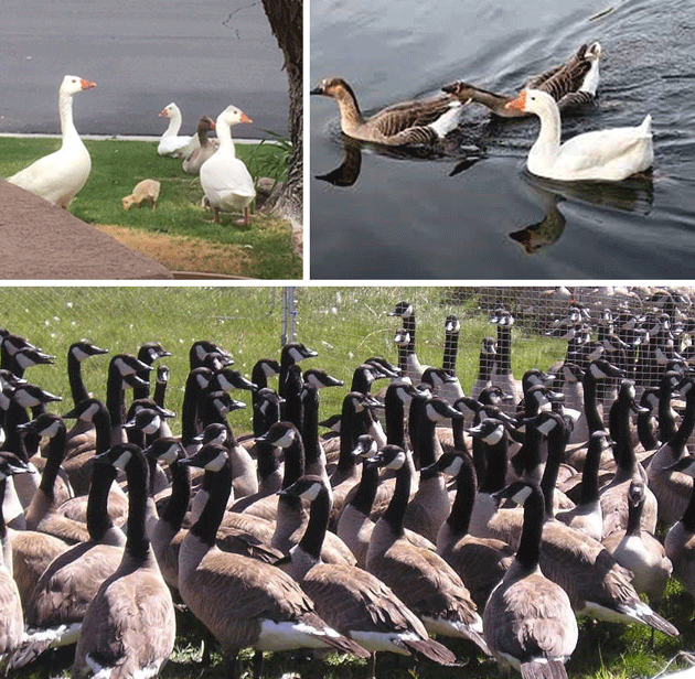 Outdoors Q&A: Are These Geese Domestic or Wild? | Outdoors | Noozhawk