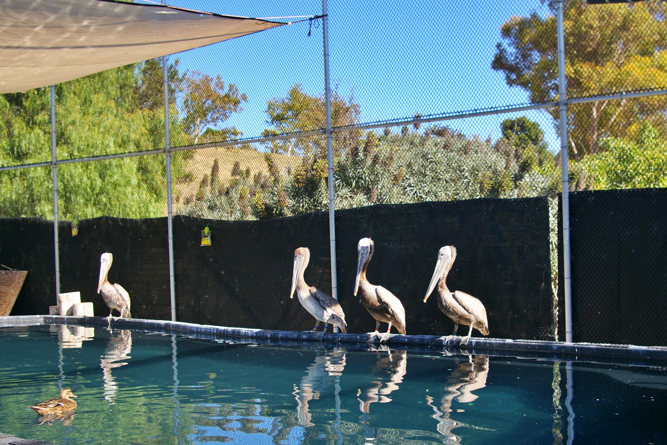 Santa Barbara Wildlife Care Network Looks to Future with New State-of ...