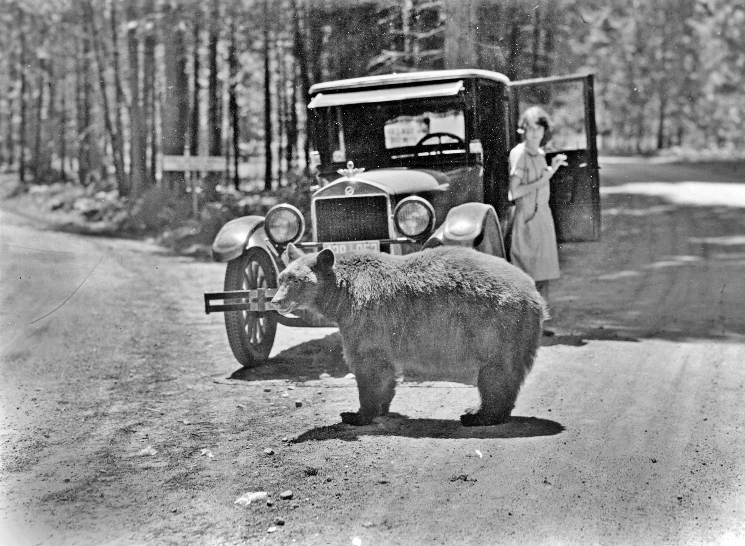 Robert Pavlik: Alfred Runte’s New Book Gives Embattled Yosemite a ...