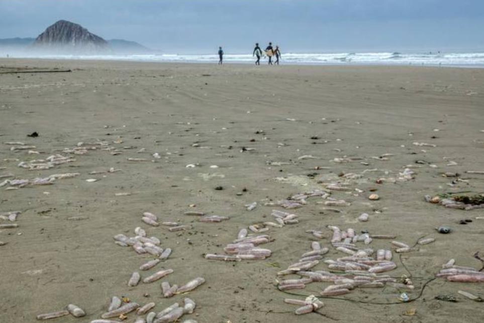 Sea Pickles Wash Up on San Luis Obispo County Beaches | Local News ...