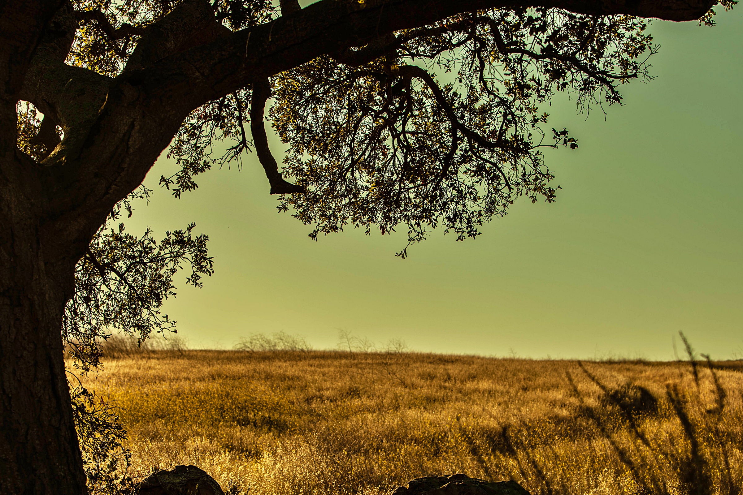 Oak Tree Shade | Photo of the Day | Noozhawk