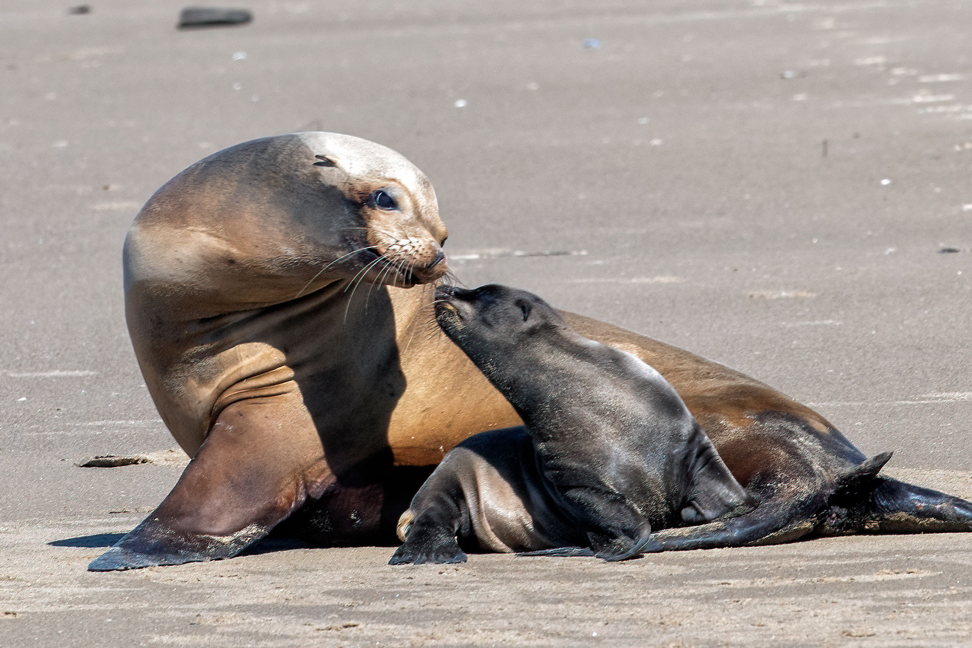 Sea Lions Mating