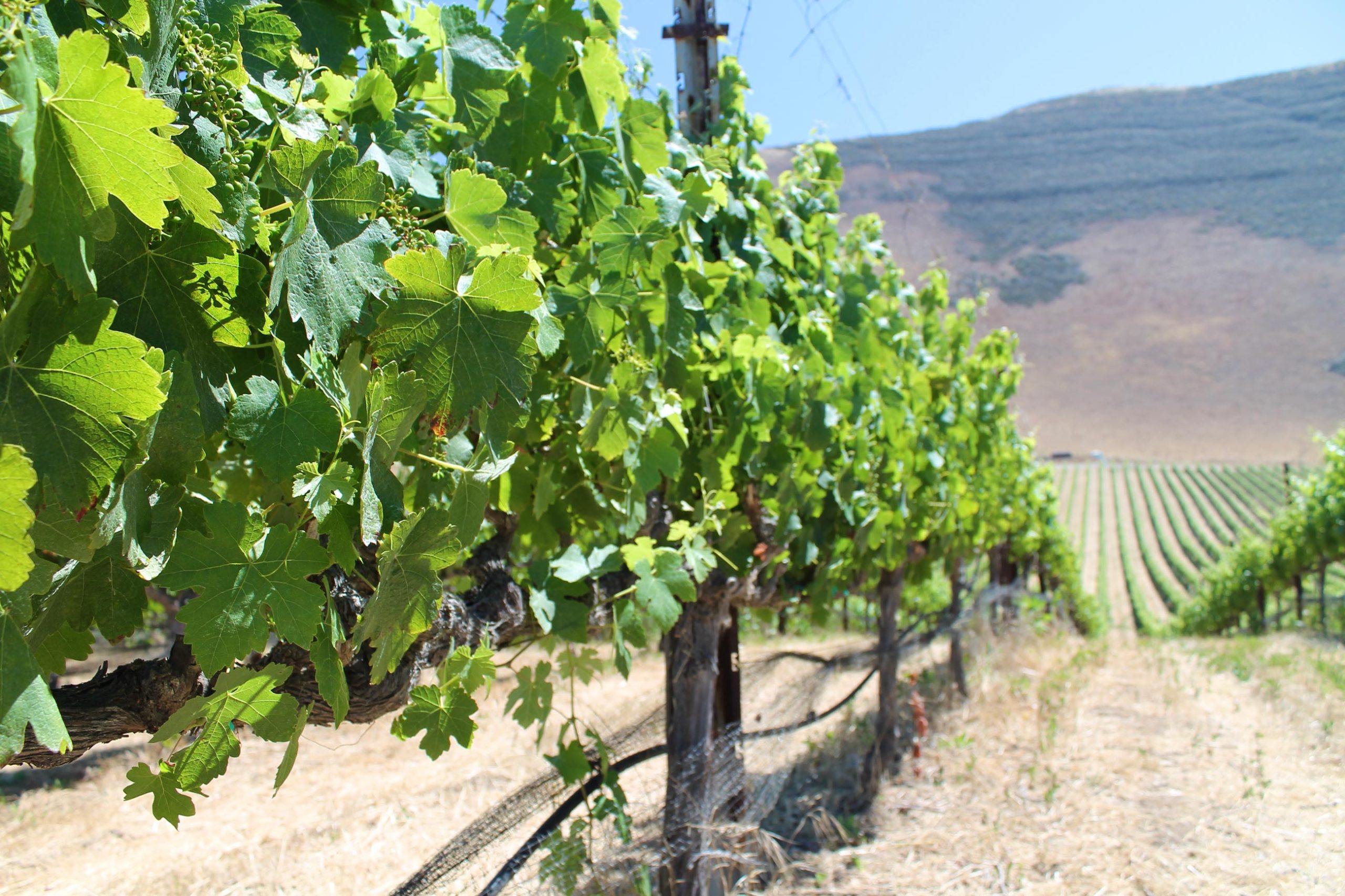 Laurie Jervis: Annual Taste of the Vine Diabetes Research Fundraiser ...