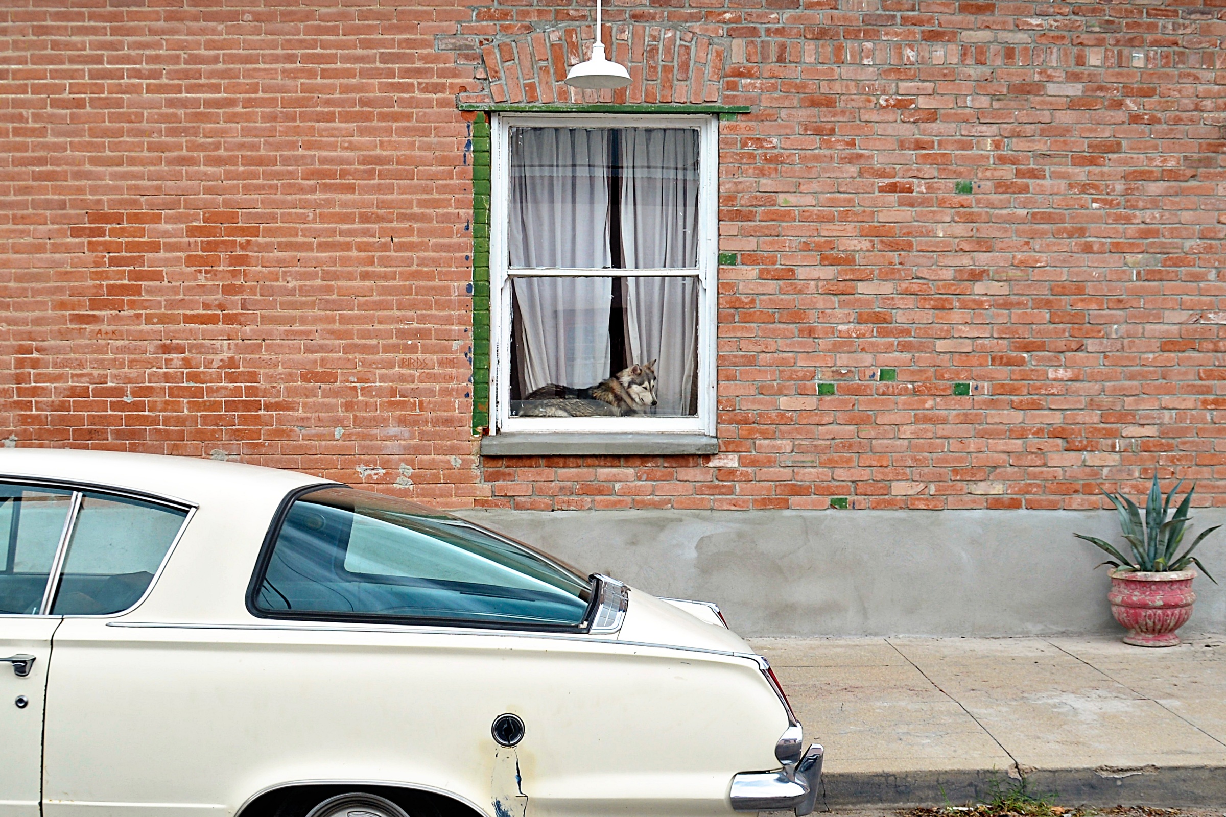 Window Dog | Photo of the Day | Noozhawk