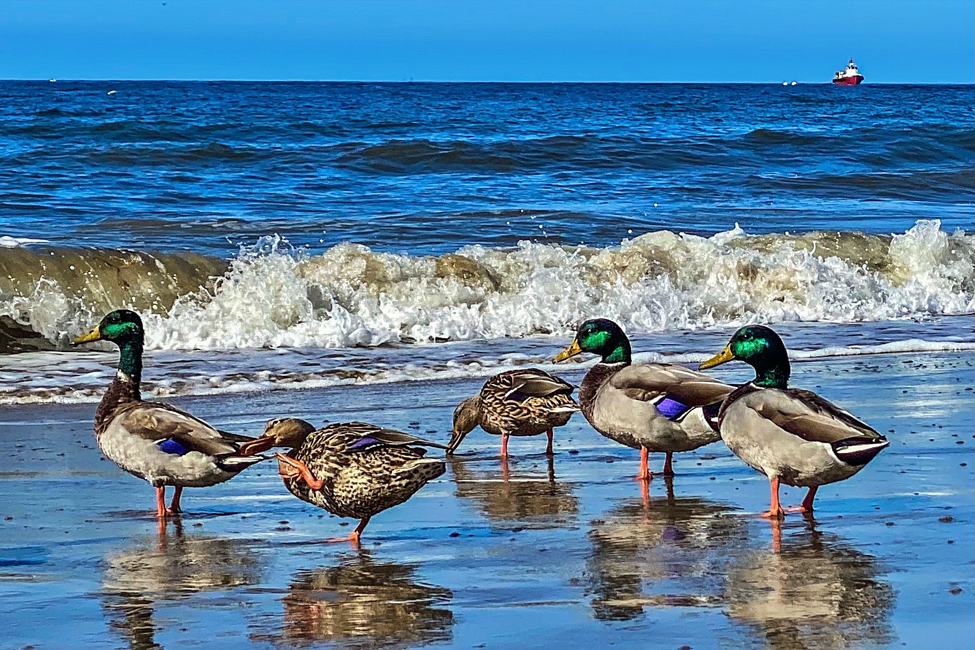 Beach Ducks | Photo of the Day | Noozhawk