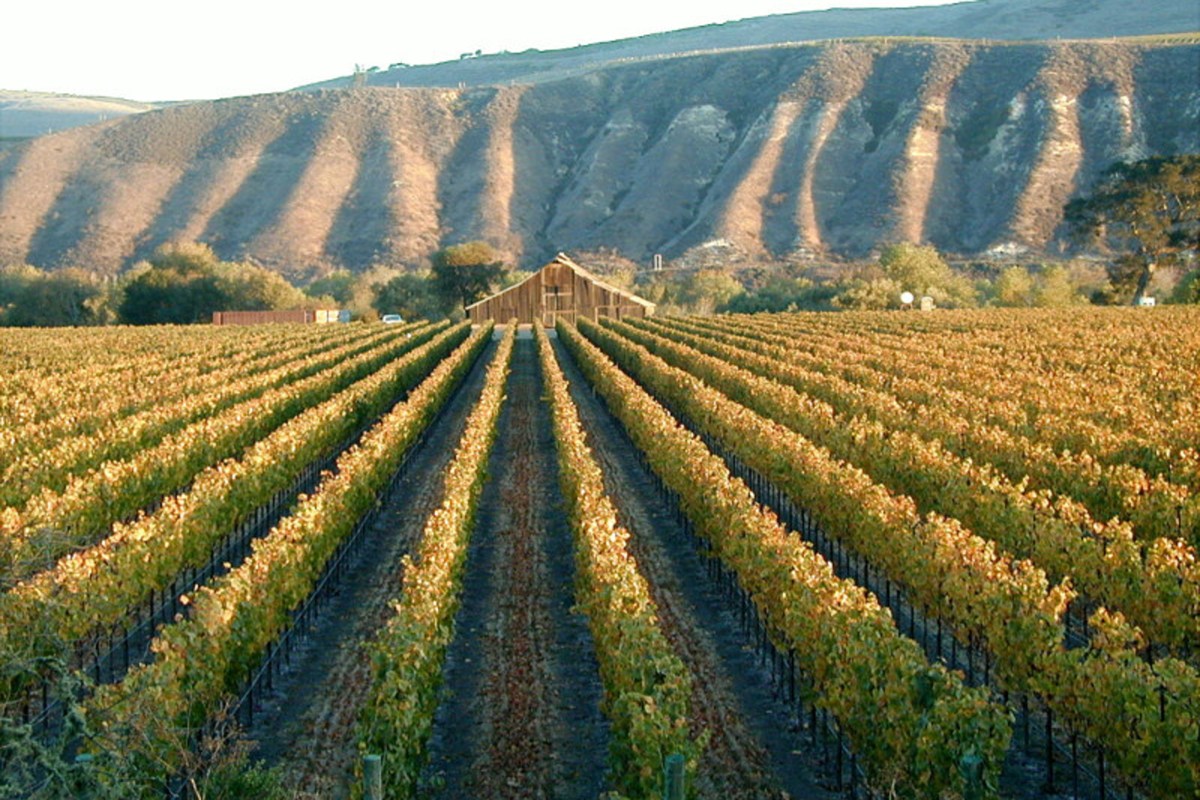 Sta. Rita Hills’ Fiddlestix Vineyard Sold to Team Led By Tyler Winery’s ...