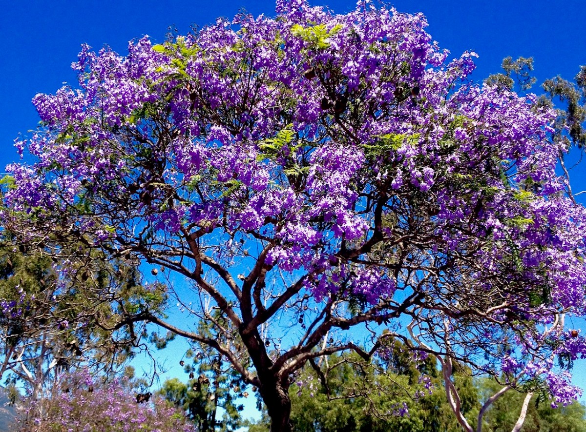 Santa Barbara Beautiful Continues to Focus on the Enhancement of Public ...