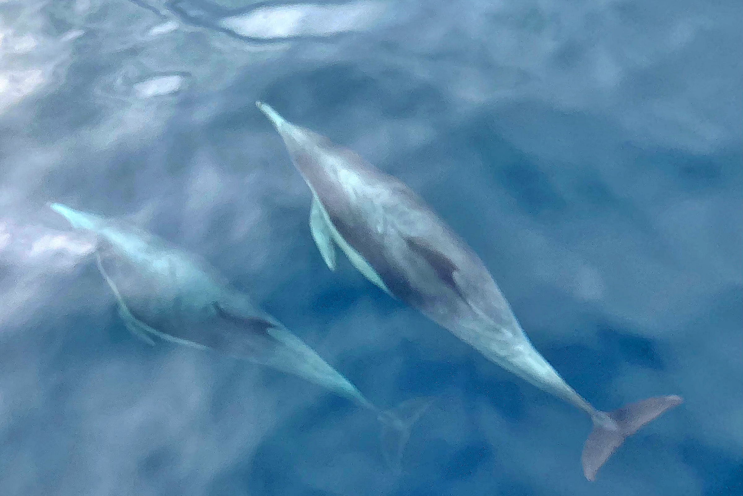 Dolphin Darts | Photo of the Day | Noozhawk
