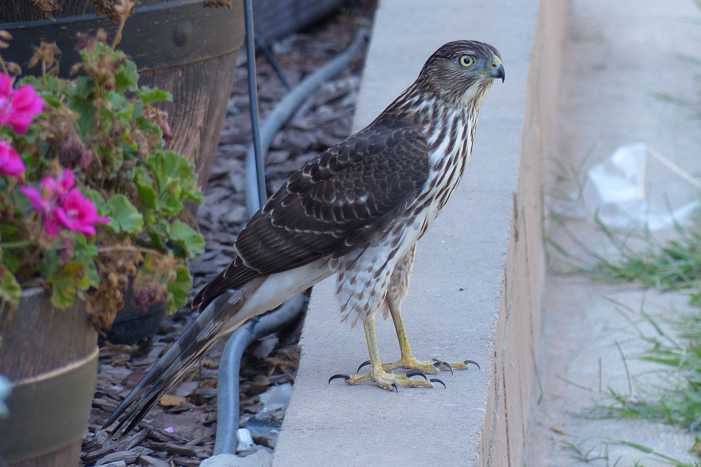 Hawk Hunter | Photo of the Day | Noozhawk
