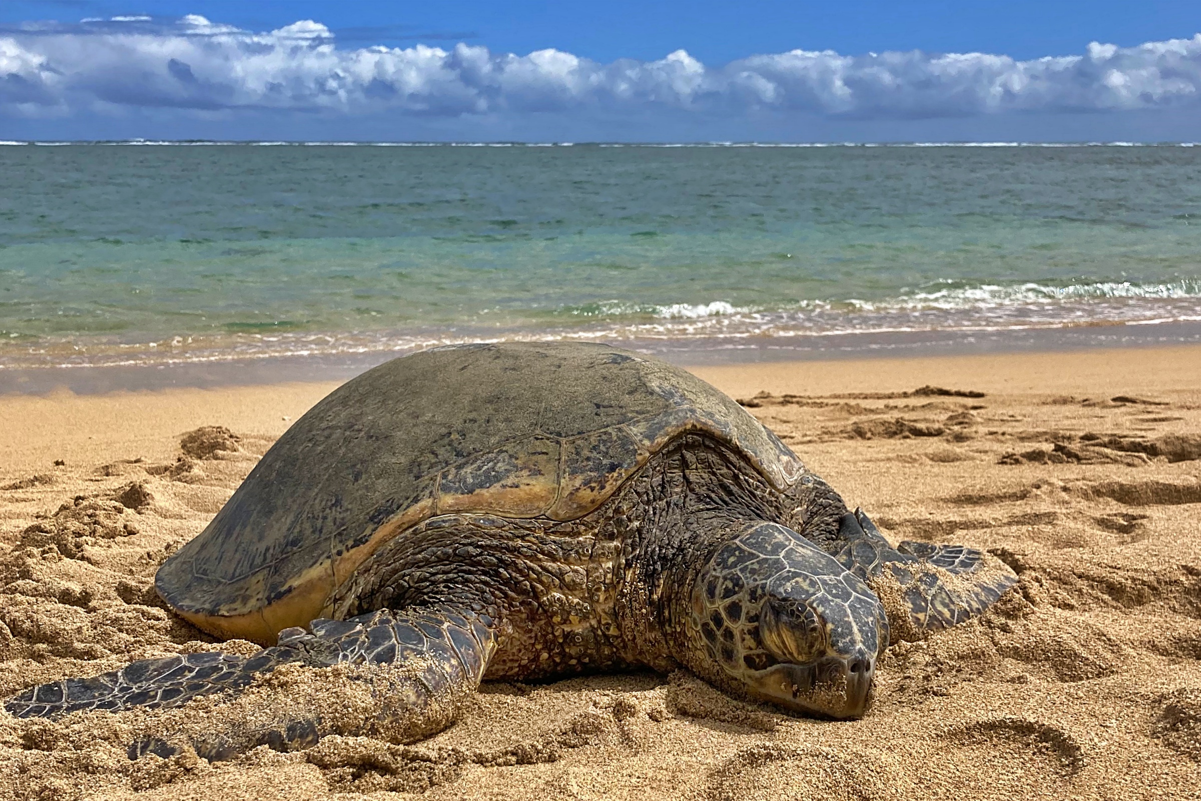 Turtle Beach | Photo of the Day | Noozhawk