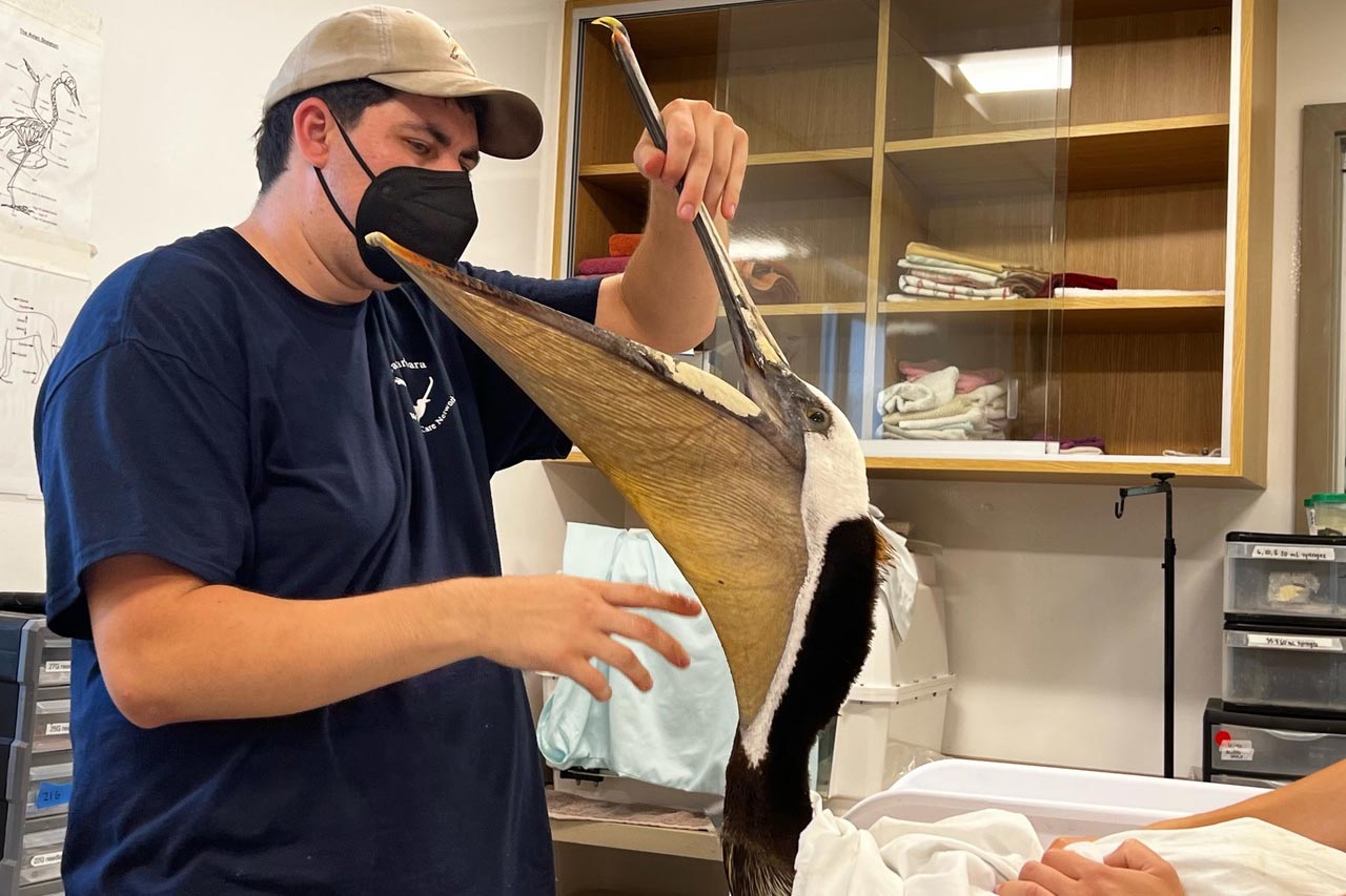 Dozens of Sick Pelicans Keeping Santa Barbara Wildlife Care Network ...