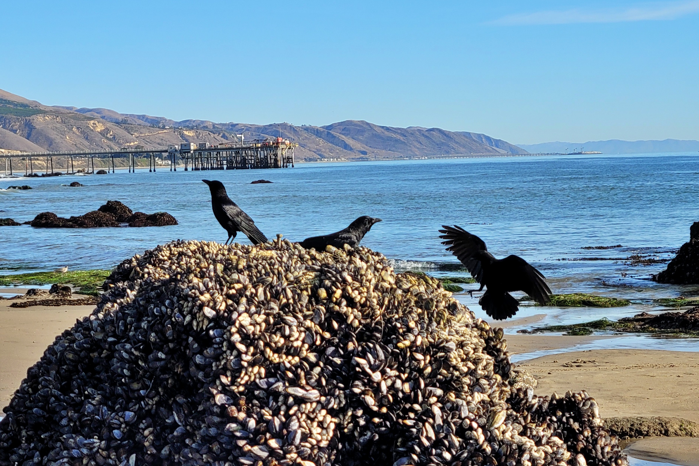 Mussel Rock | Photo of the Day | Noozhawk