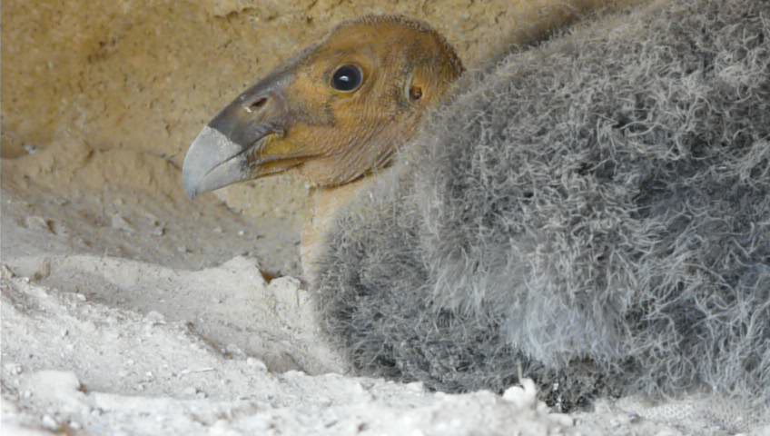 Endangered California Condor Chick Hatches Live in the Wild on ‘Condor ...