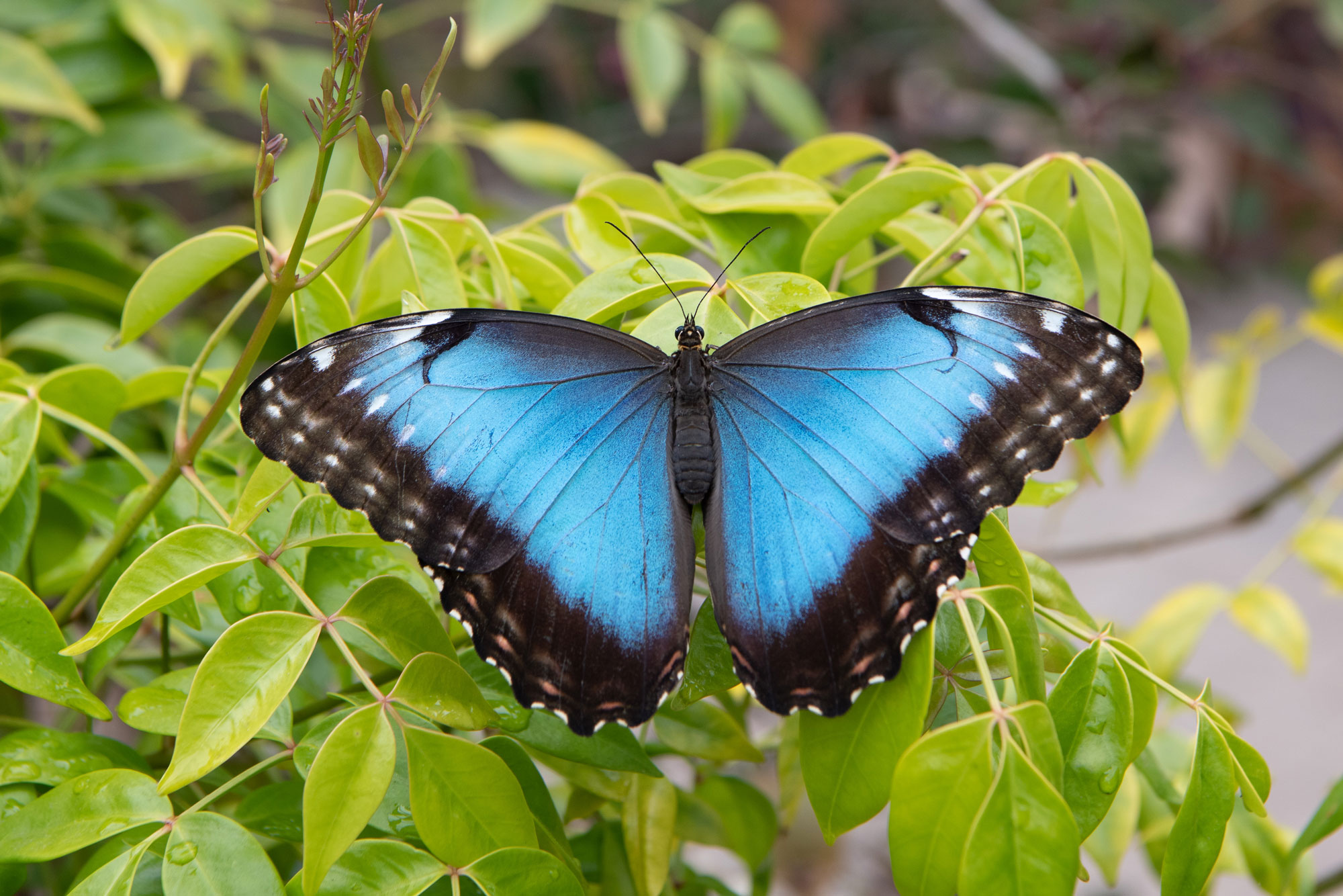 New Species Added to Butterflies Alive! Exhibit at Santa Barbara ...