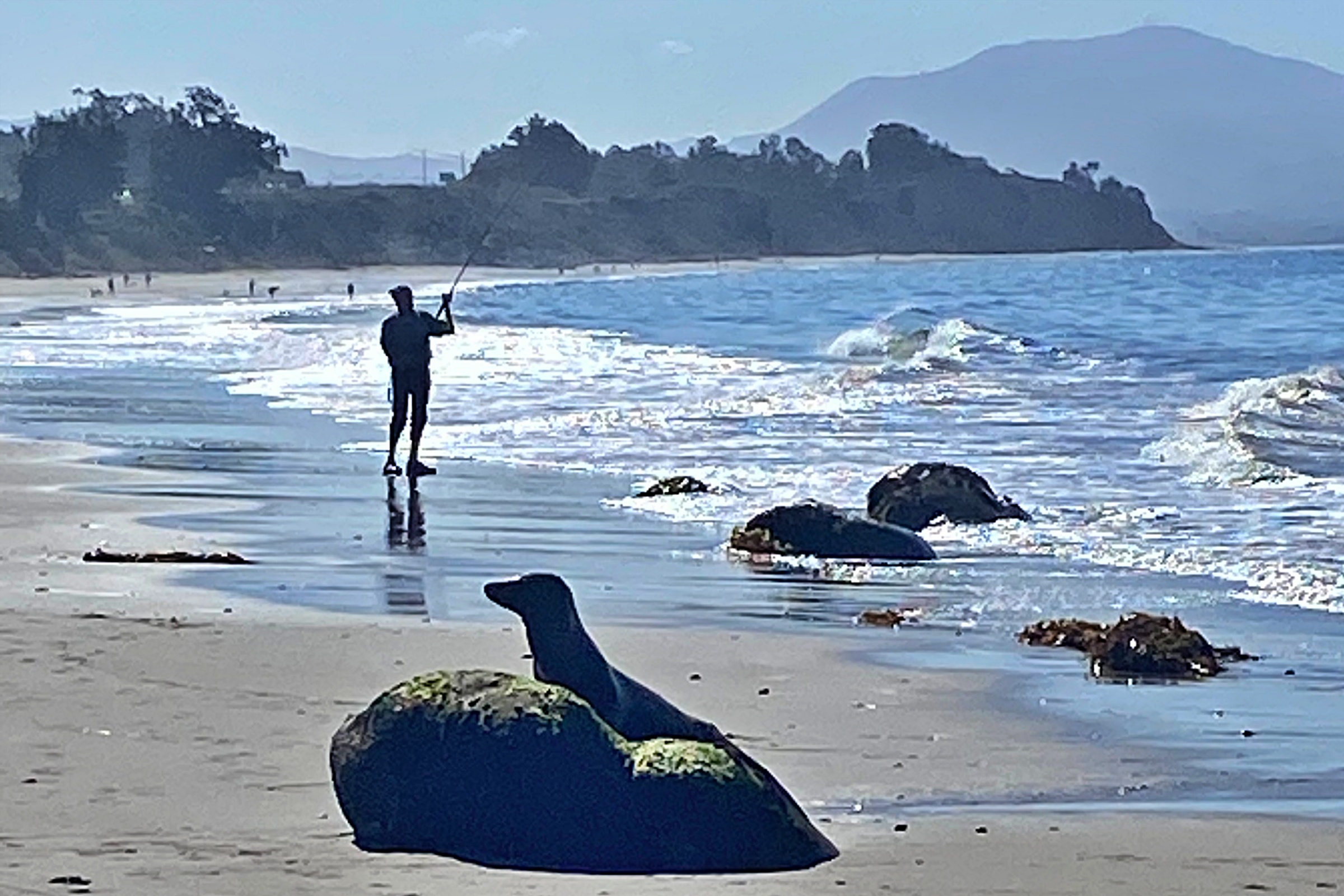 Sea Life at Summerland Beach | Photo of the Day | Noozhawk
