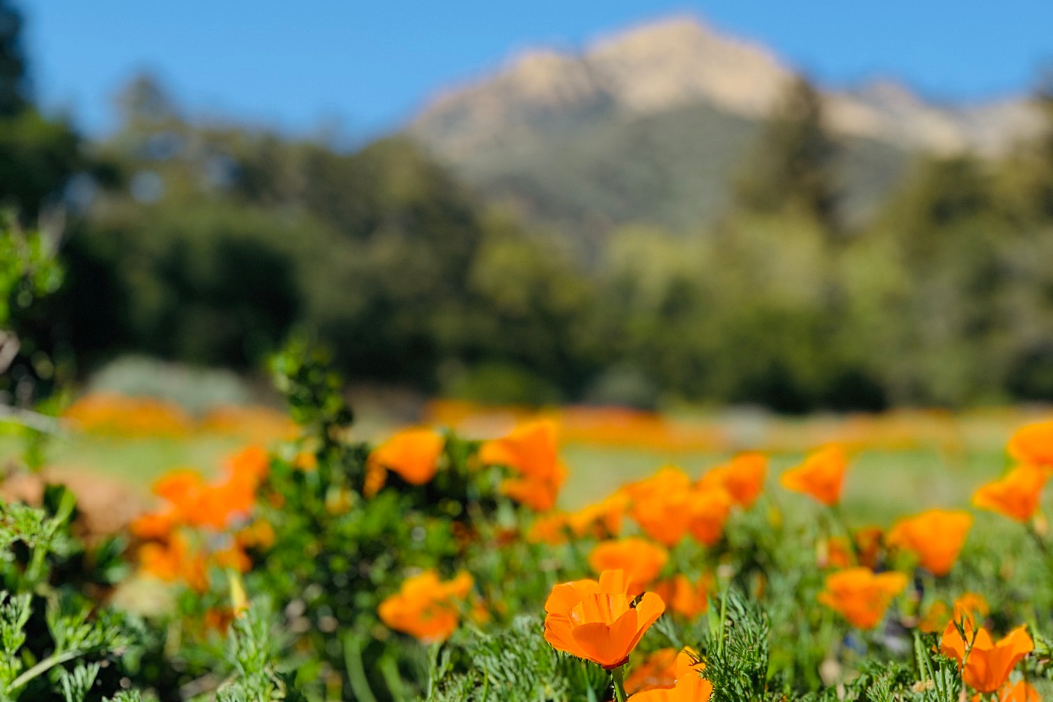 California Poppies | Photo of the Day | Noozhawk