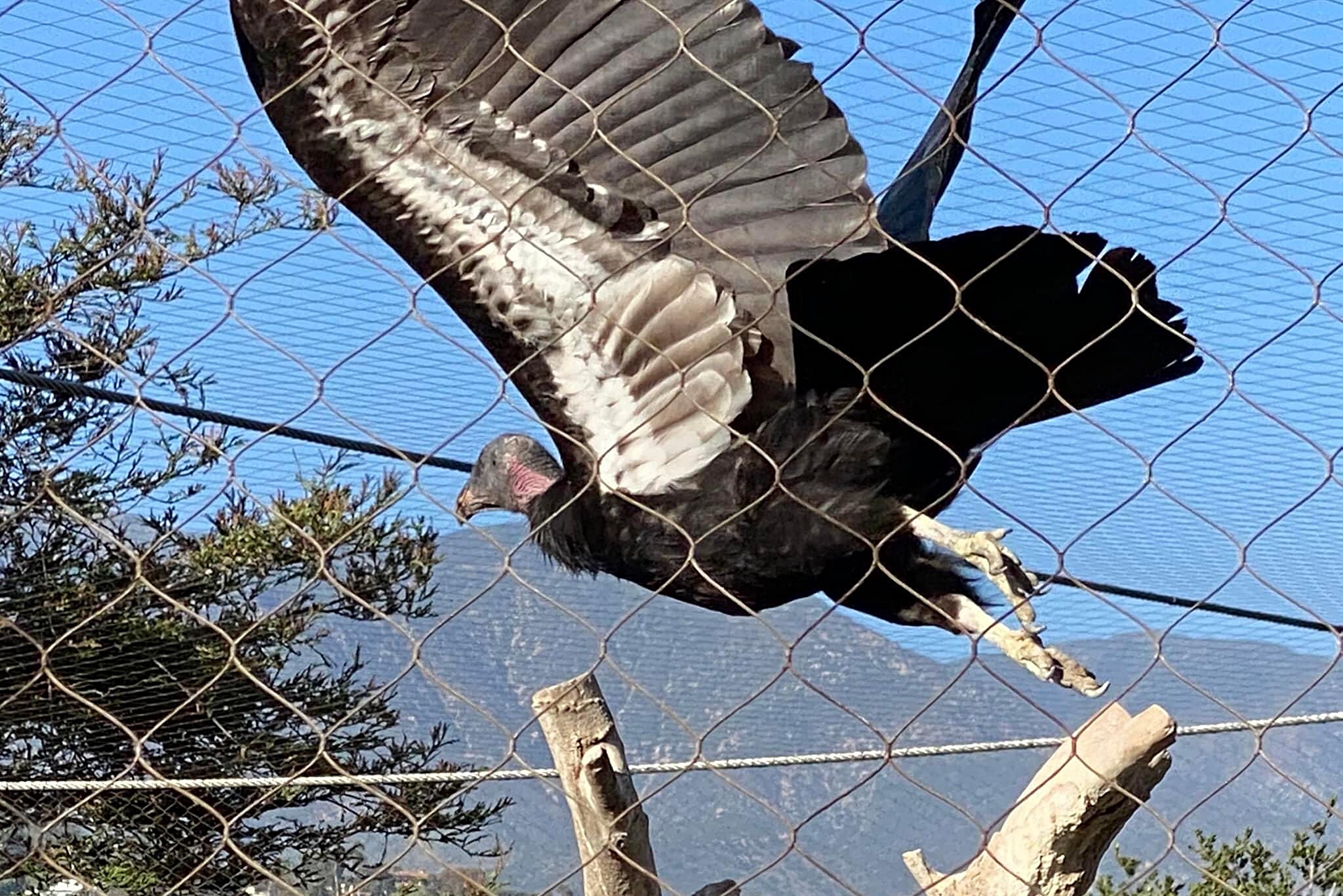Condor Flight | Photo of the Day | Noozhawk