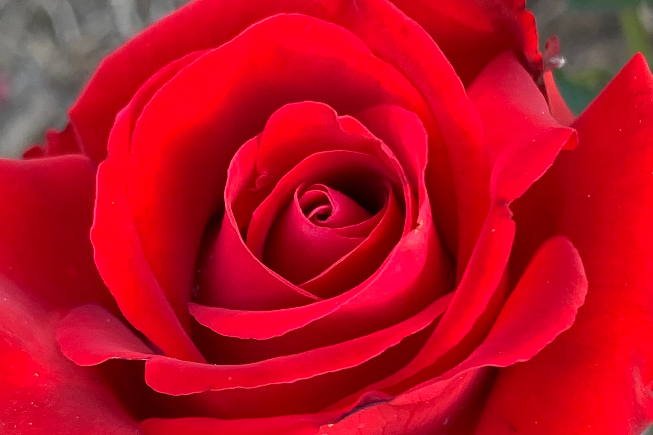 Roses Are Red ... | Photo of the Day | Noozhawk