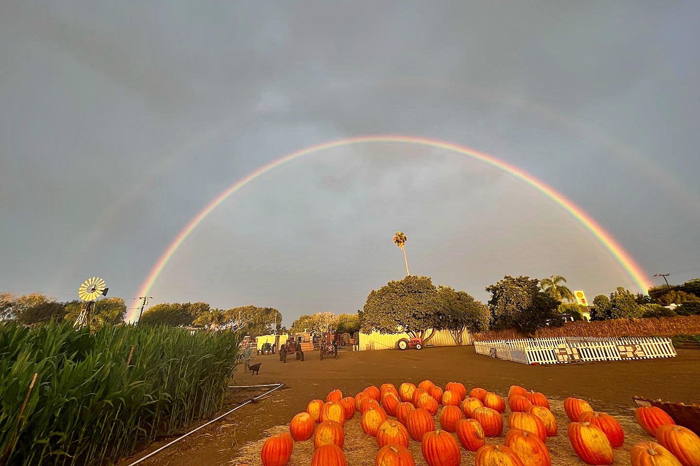 Rainbow Pumpkins | Photo of the Day | Noozhawk