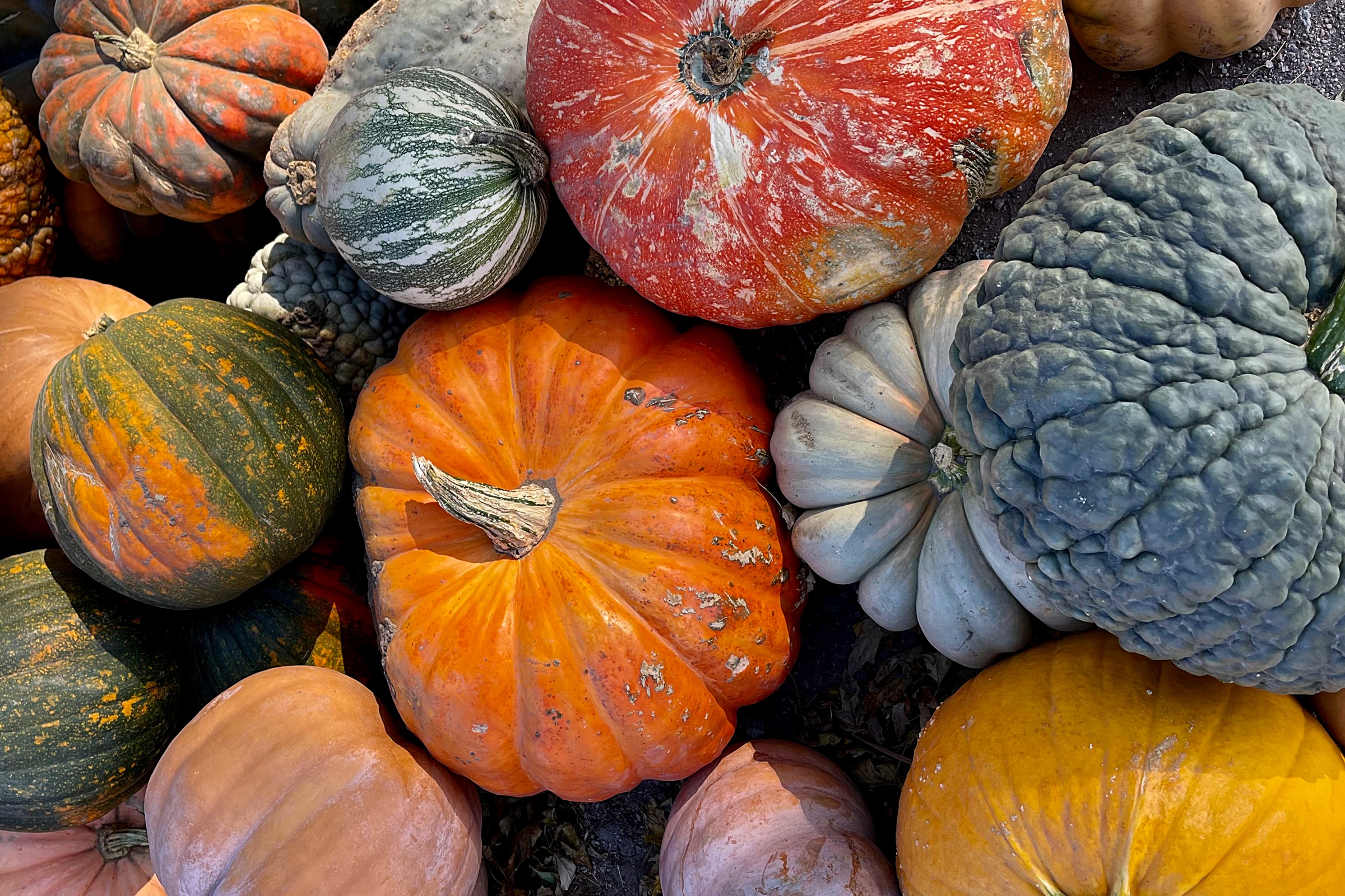 Pumpkin Season | Photo of the Day | Noozhawk