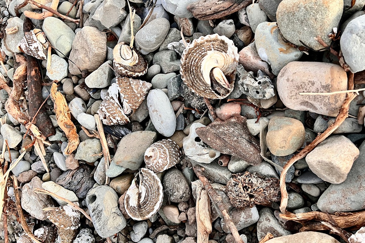 Shell Beach | Photo of the Day | Noozhawk