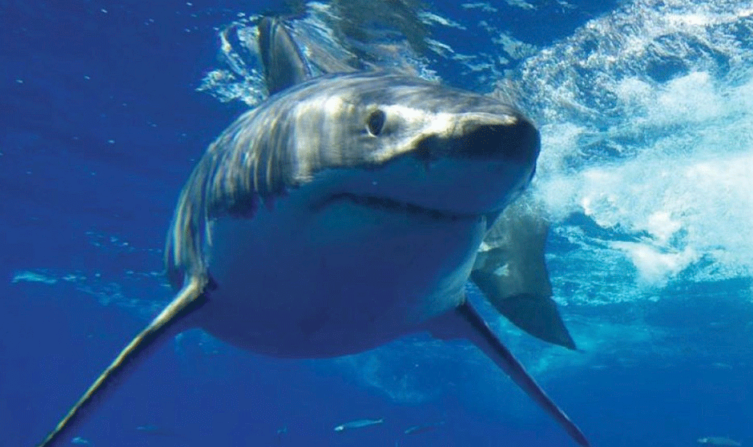 Outdoors Q&A: Off the California Coast, What is Incidence of Sharks ...