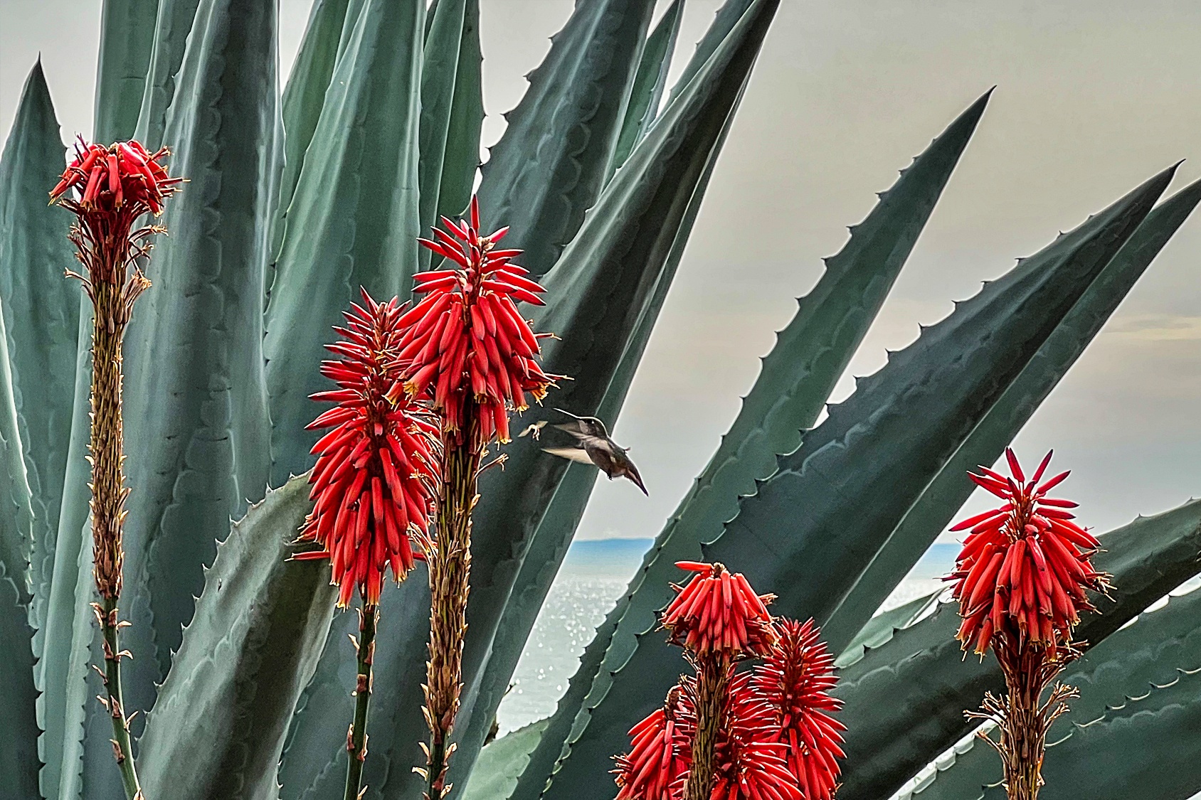 Hummingbird at Work | Photo of the Day | Noozhawk