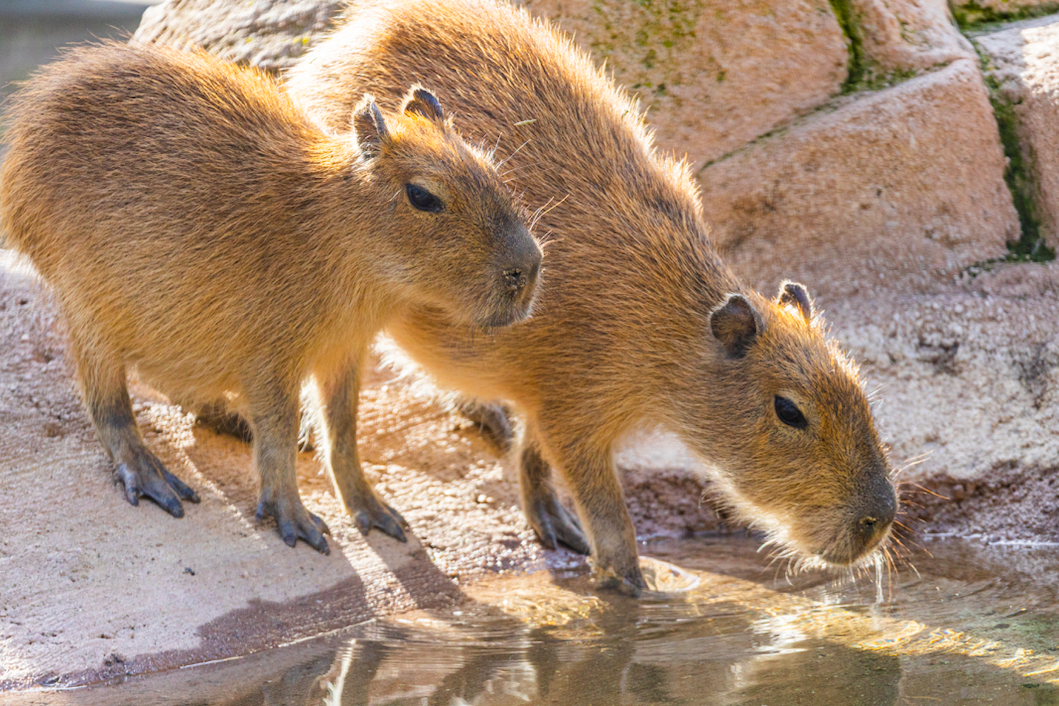 Tw New Captivating Capybaras Join Critters at Santa Barbara Zoo | Local ...