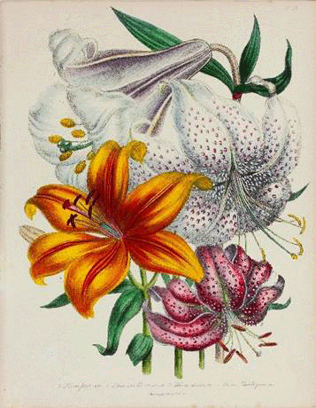 Botanical Drawings Exhibit Illustrates Blossoming of Women Artists in ...