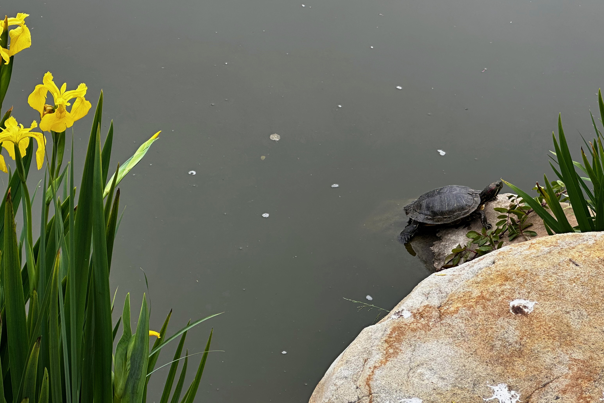 Turtles at Santa Barbara's Alice Keck Park Memorial Garden Being ...