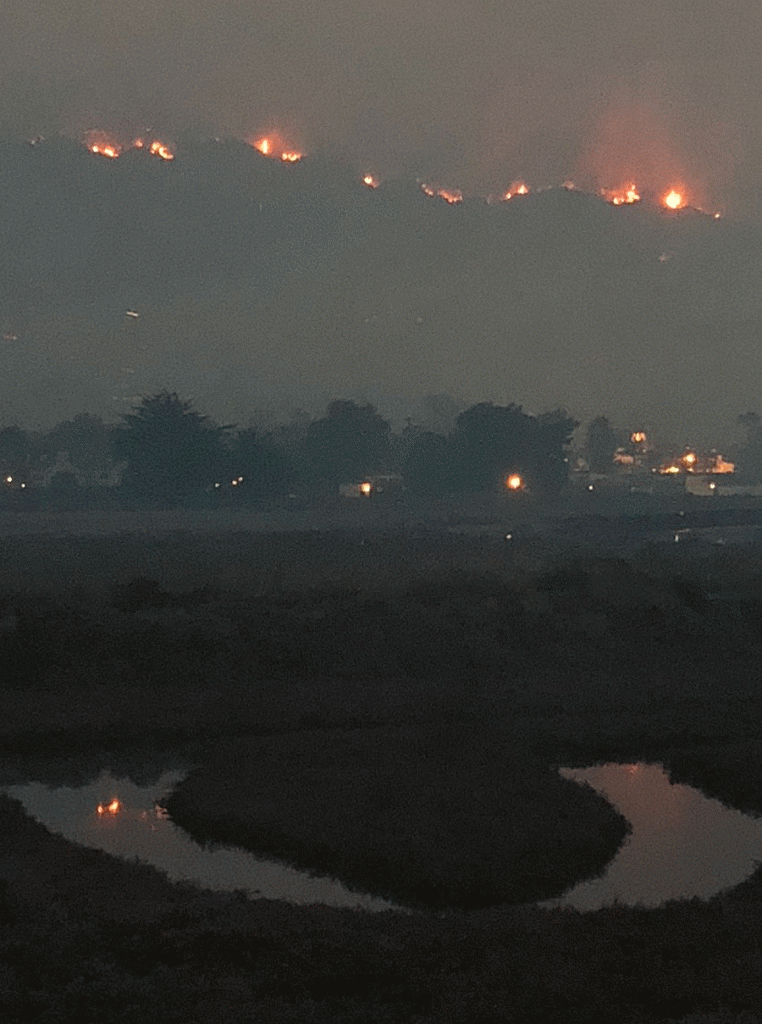Karen Telleen-Lawton: Shaking Out What Happens in the Salt Marsh ...
