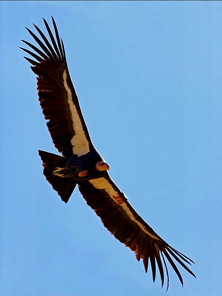 Brian Sarvis: Condor National Forest Is More Deserving, Descriptive ...