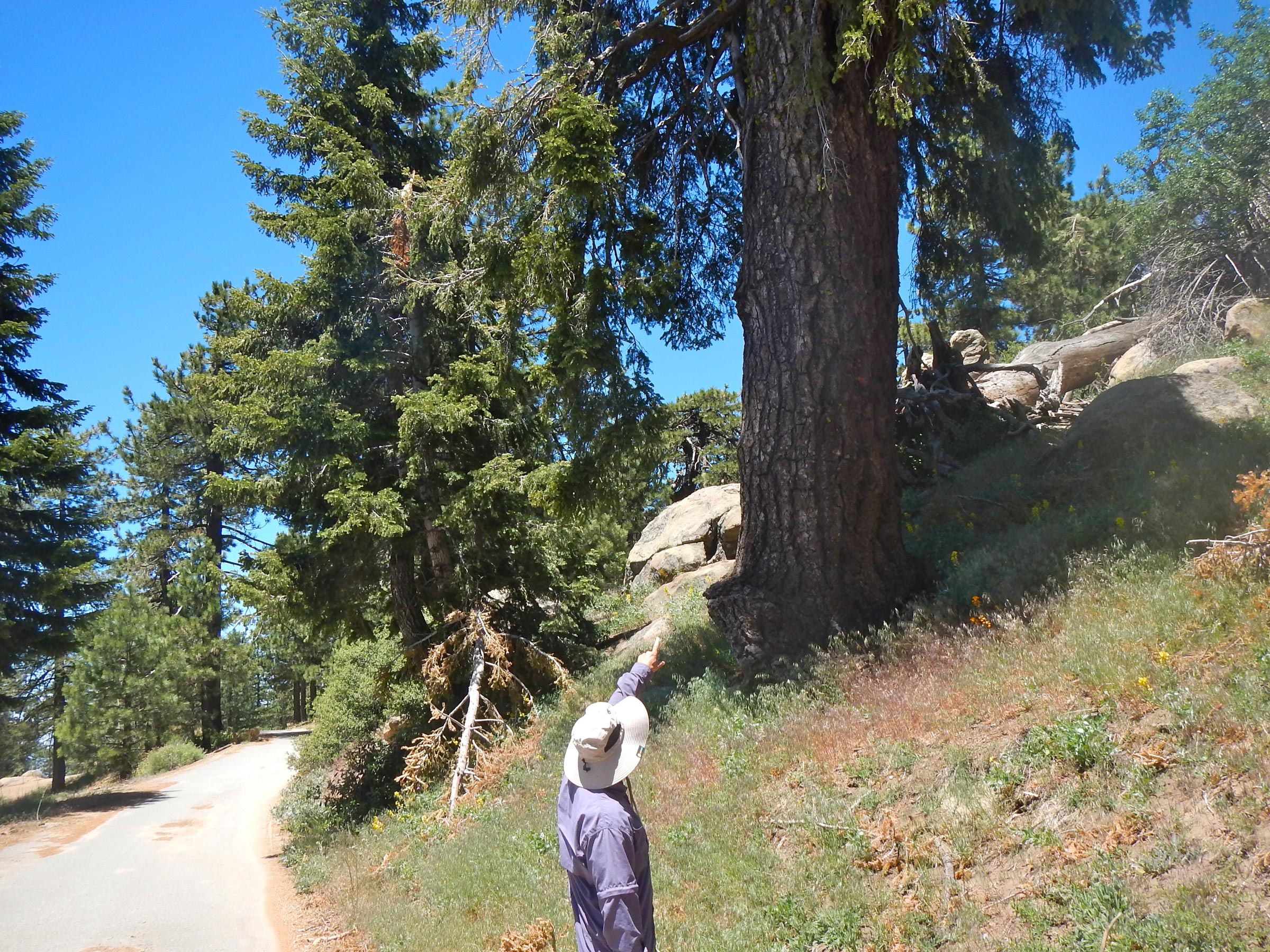 Dan McCaslin: Harming Old-Growth Forestlands on Reyes Peak and Pine ...