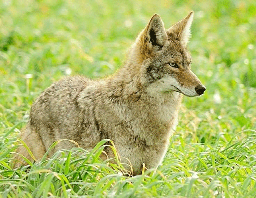 Outdoors Q&A: How to Differentiate Between a Coyote, Fox and Wolf ...