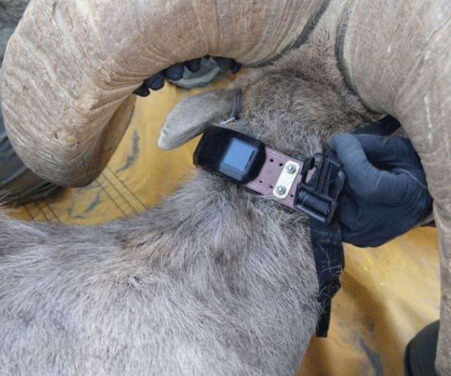 Outdoors Q&A: How Do Wildlife Collars Work and Why Use Them? | Outdoors ...